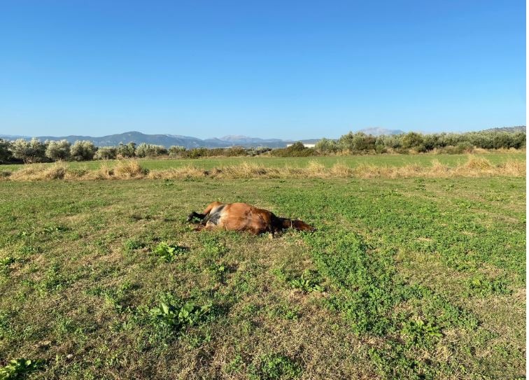 Νεκρά άγρια άλογα από πυροβολισμούς