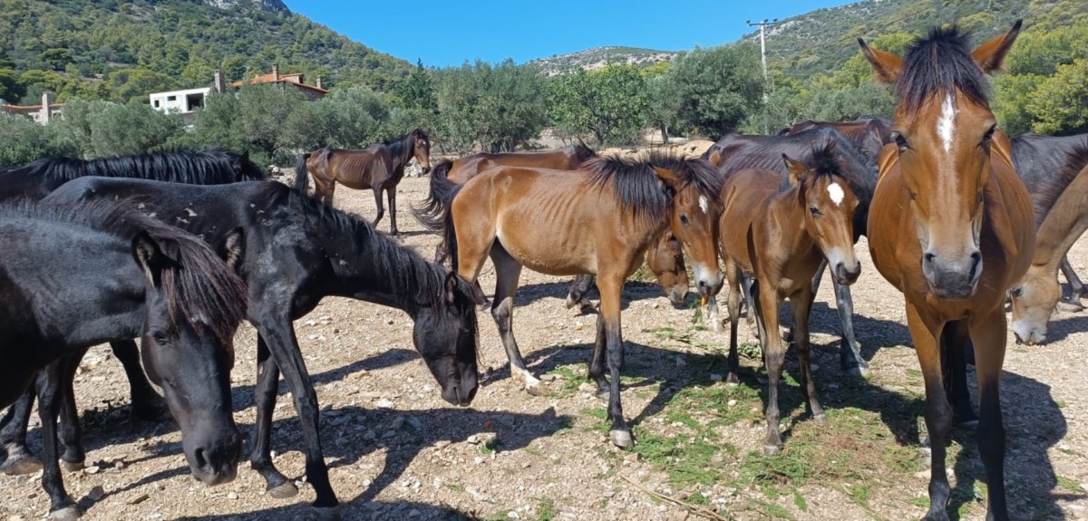 Εκεί ψηλά στον Υμηττό...Τα "αδέσποτα" άλογα και ο αγώνας επιβίωσης τους ...